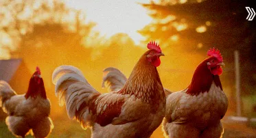 Improve Flock Performance With Hatch Breakout Analysis | Livine