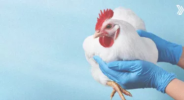 Broiler vs Layer Chicken: Key Differences | Livine