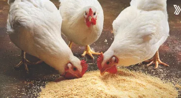 Broiler vs Layer Chicken: Key Differences | Livine