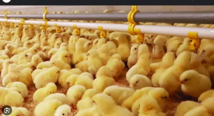 Broiler vs Layer Chicken: Key Differences | Livine