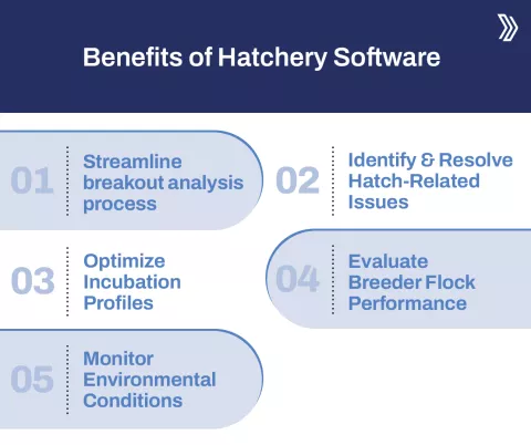 Improve Flock Performance With Hatch Breakout Analysis | Livine