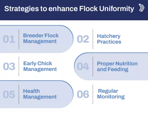 Flock Uniformity & its Importance | Livine