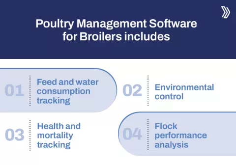 Broiler vs Layer Chicken: Key Differences | Livine