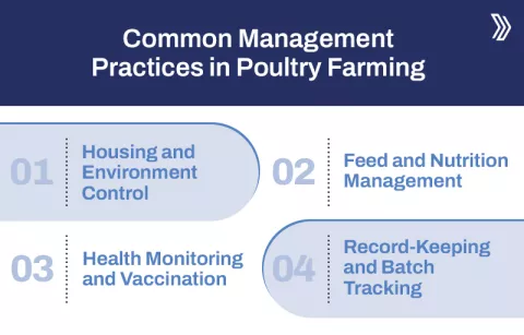 Livine Poultry Management Software – Simplify Daily Farm Operations ...