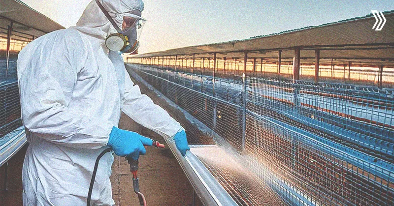 Poultry Disinfection for Keeping Your Flock Healthy | Livine