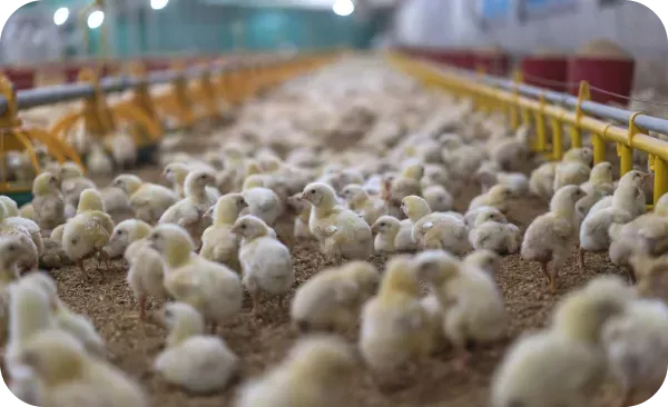 Hatchery Management Software | Livine Poultry Software