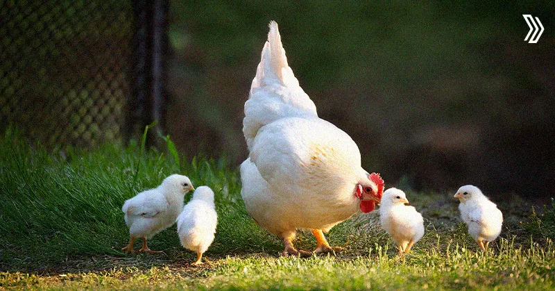 Why Layer Management Software is Important for Poultry | Livine