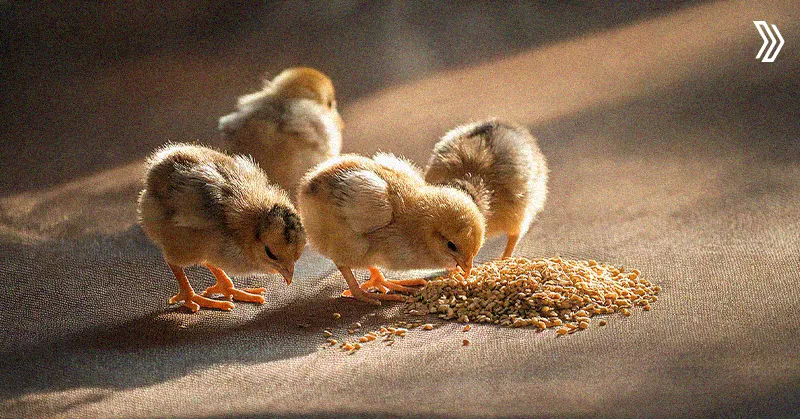 Premix for Poultry Feed Nutrition | Livine